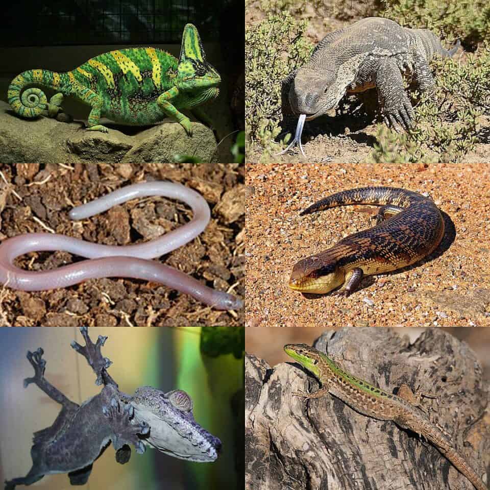 Why Some Lizards Are Losing Their Limbs Over Time - Animals Around The ...