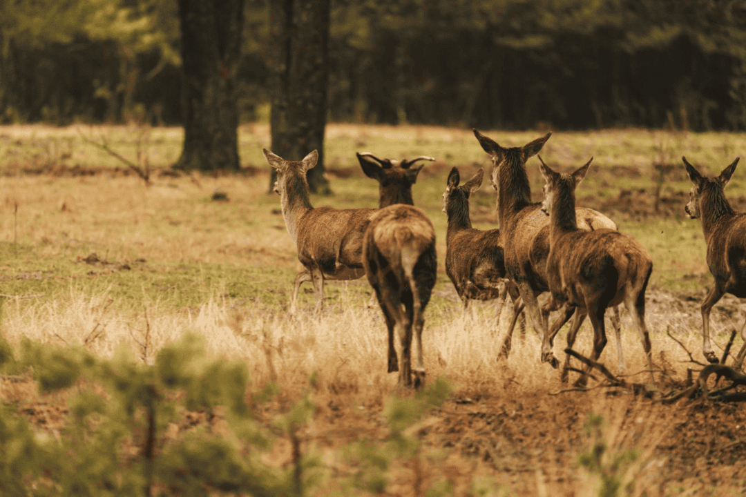 Are Some Deer Really Turning Carnivorous?