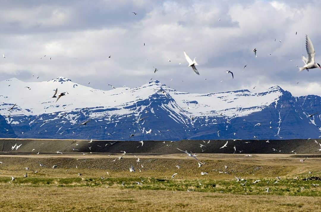 The World’s Longest Bird Migrations — Mind-Blowing Journeys - Animals ...