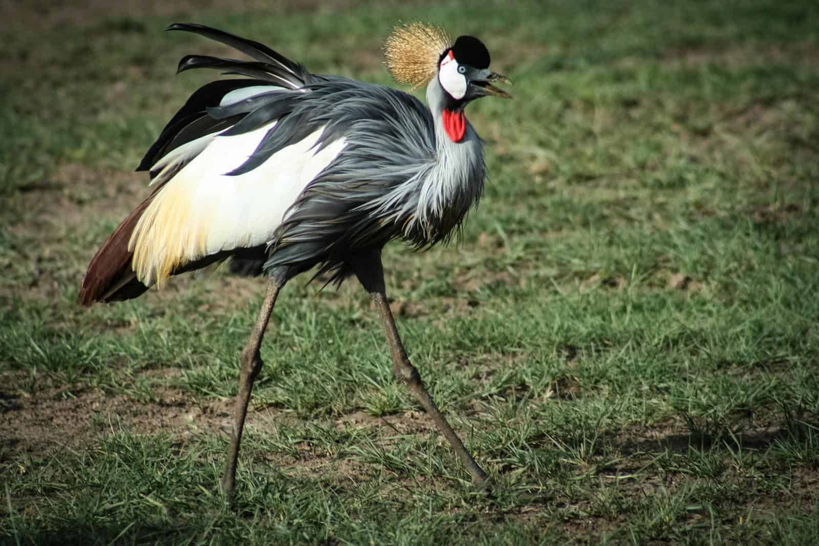 Why This African Bird Is Worshipped as a God