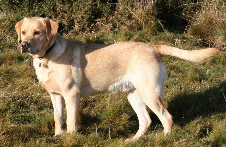 How Dogs Are Being Trained to Detect Disease in Humans - Animals Around ...