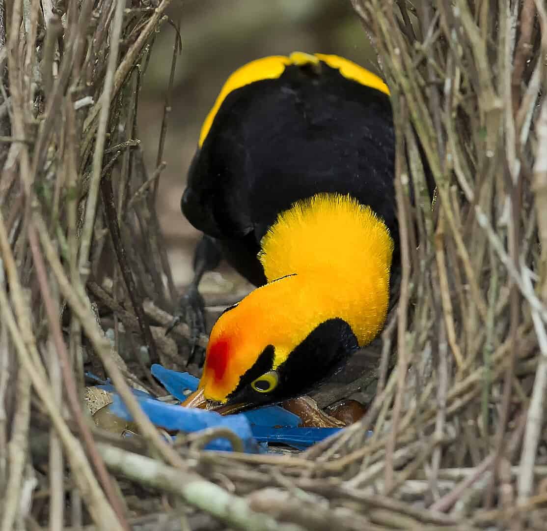 How Bowerbirds Build Elaborate Nests to Attract Mates - Animals Around ...