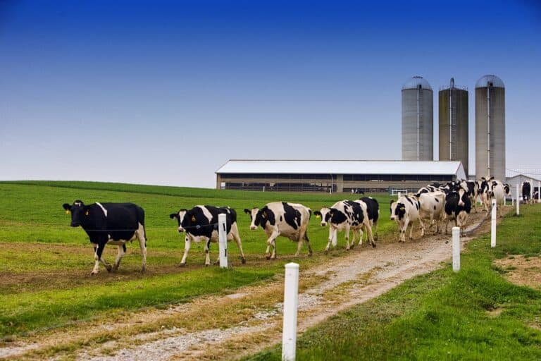 Why Cows Have Best Friends—and What It Means for Farmers - Animals ...