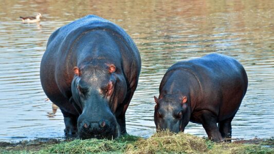 14 Animals With the Strongest Bite - Animals Around The Globe