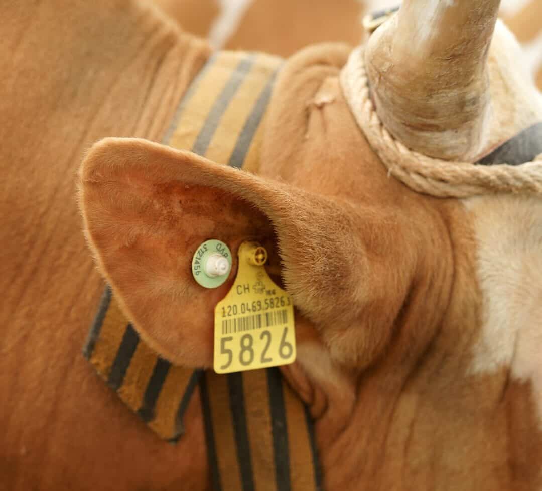 Why Cows Have Best Friends—and What It Means for Farmers - Animals ...