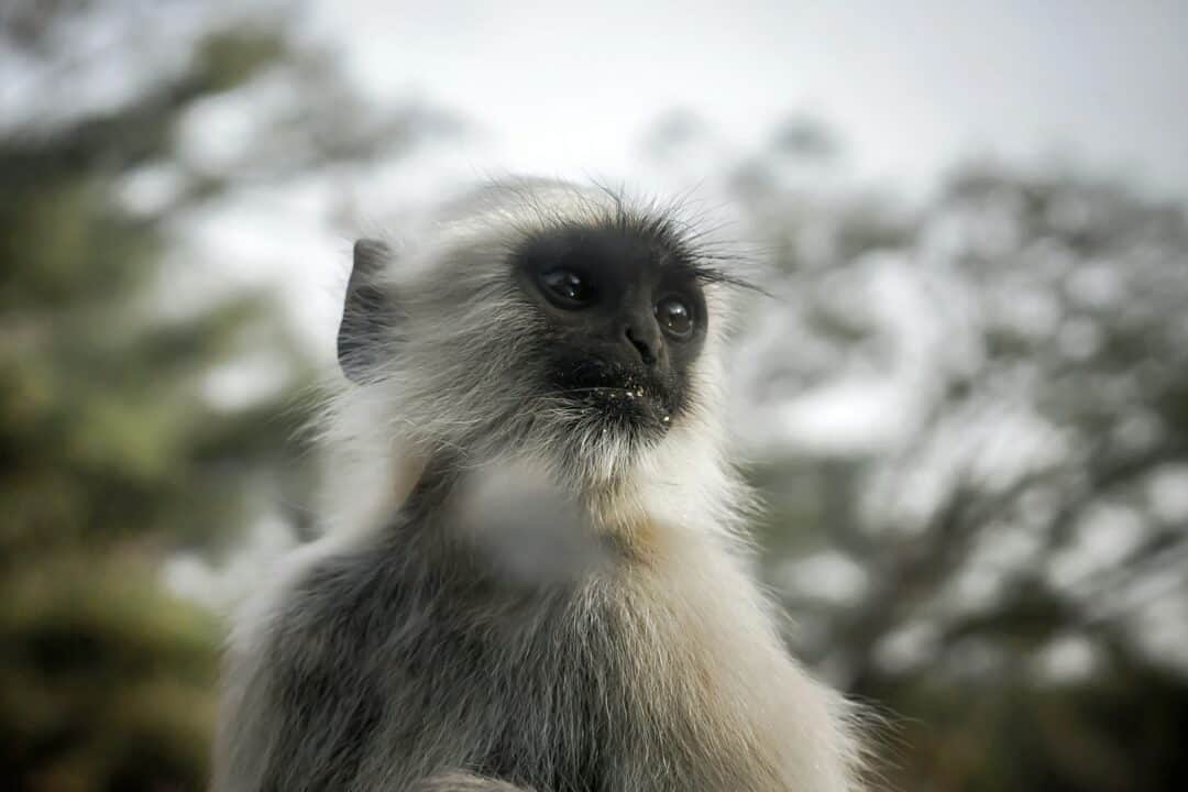 How Monkeys in India Are Adapting to Urban Life - Animals Around The Globe