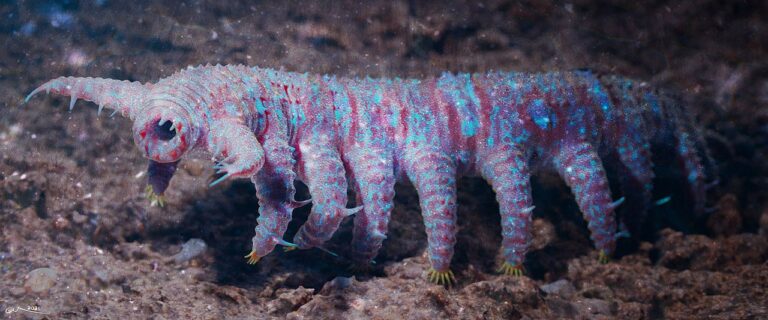 12 Wild Animals That Can Survive Nuclear Radiation - Animals Around The ...