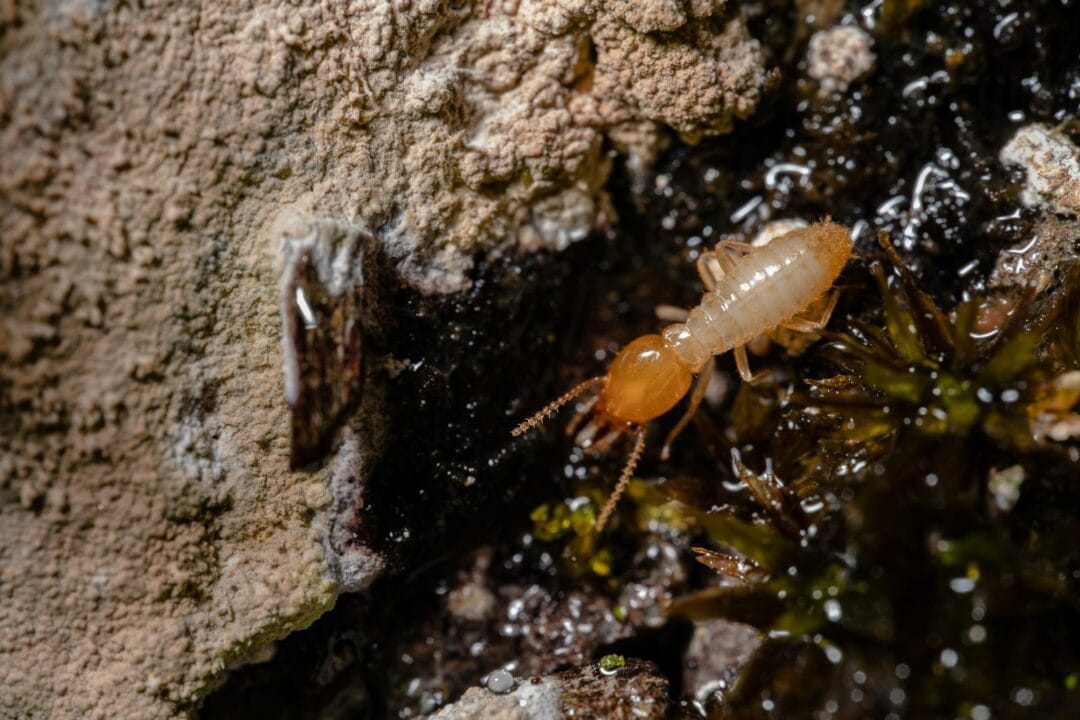 How Termites Build Mounds With Built-In Air Conditioning