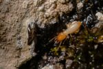 How Termites Build Mounds With Built-In Air Conditioning