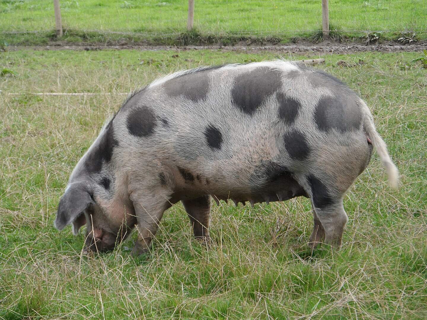 What Makes Pigs So Intelligent Compared to Other Farm Animals - Animals ...