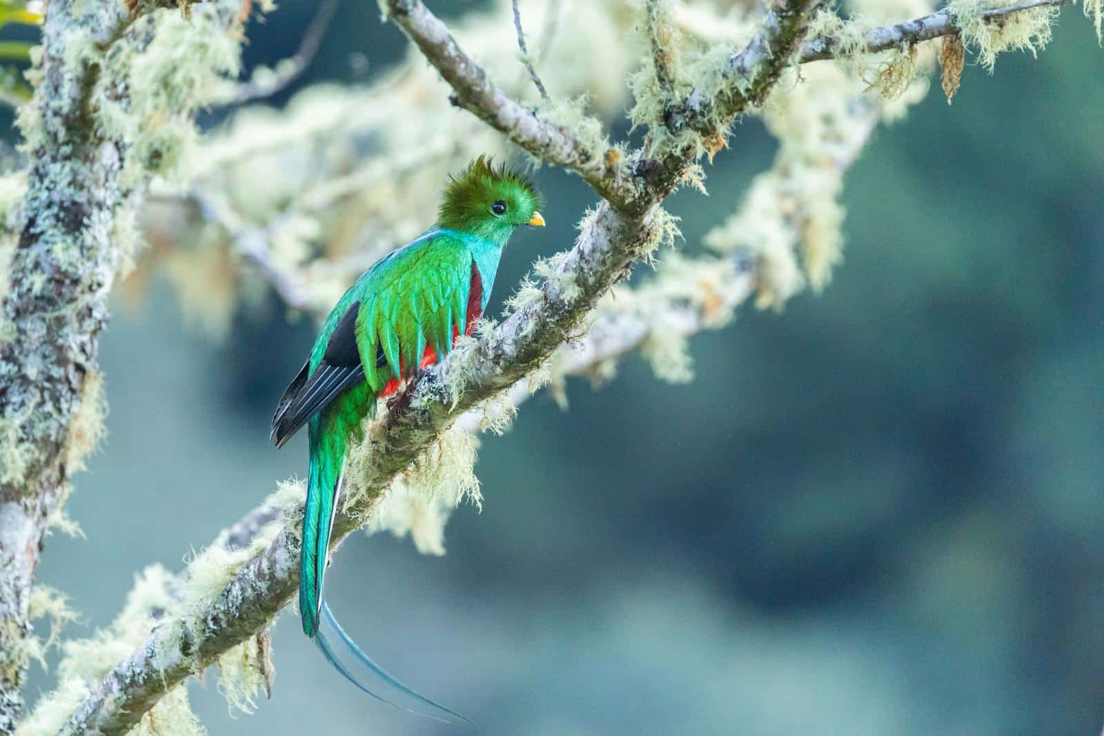The Colourful Beauty of the Resplendent Quetzal - Animals Around The Globe