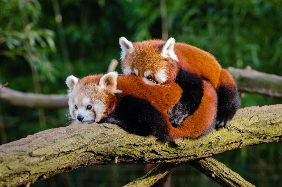 Why Red Pandas Are More Than Just Cute Faces - Animals Around The Globe