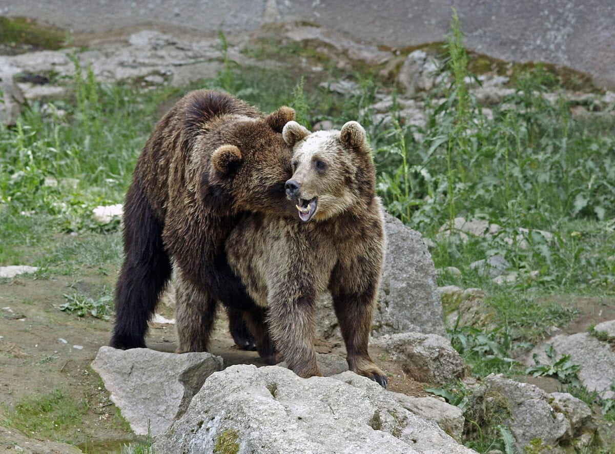 How Brown Bears Prepare for Winter – Step by Step - Animals Around The ...