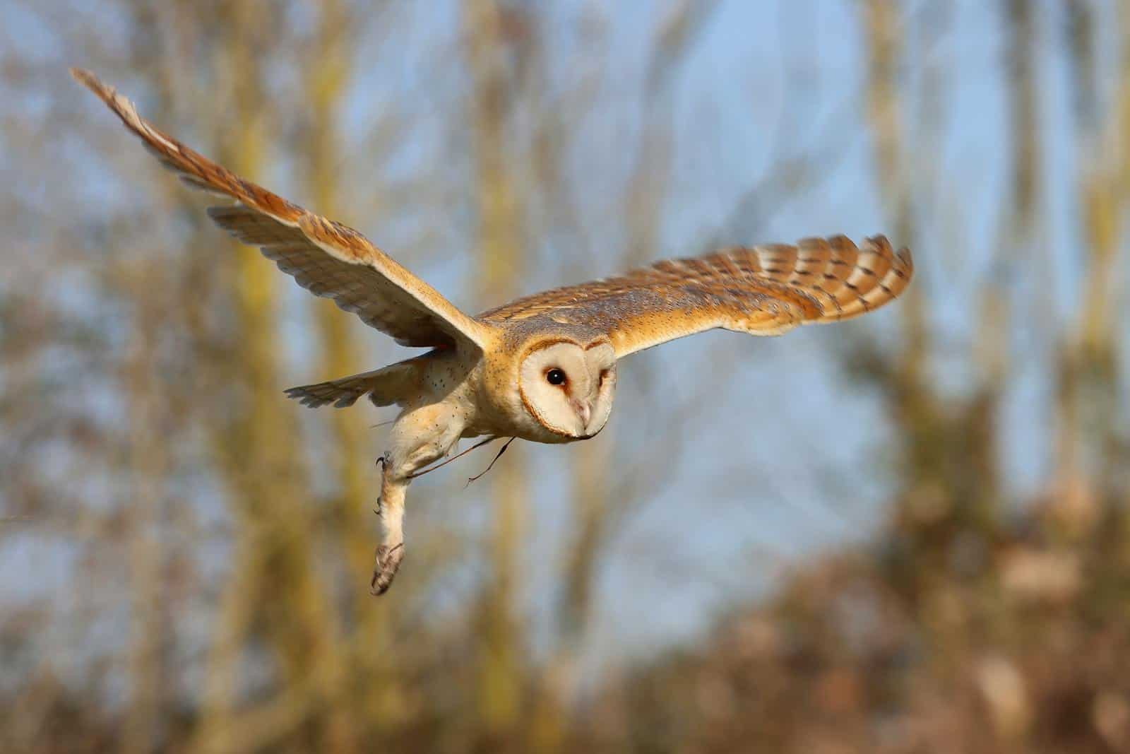 This Owl’s Hunting Skills Put Raptors to Shame