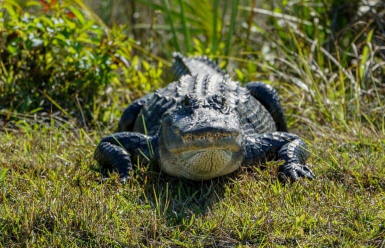 15 Alligator Behaviors That Make Them Apex Survivors - Animals Around ...