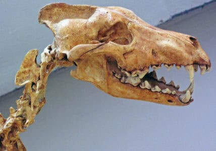 Resurrecting a Legend: Dire Wolves Return Through DNA - Animals Around ...