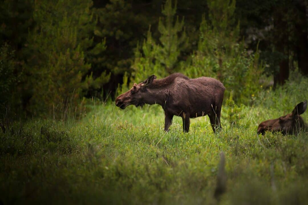 Moose Mating Rituals: How Males Compete for Female Attention - Animals ...