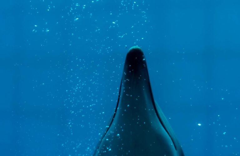 How the U.S. Military Has Studied Animal Senses for Survival Lessons ...