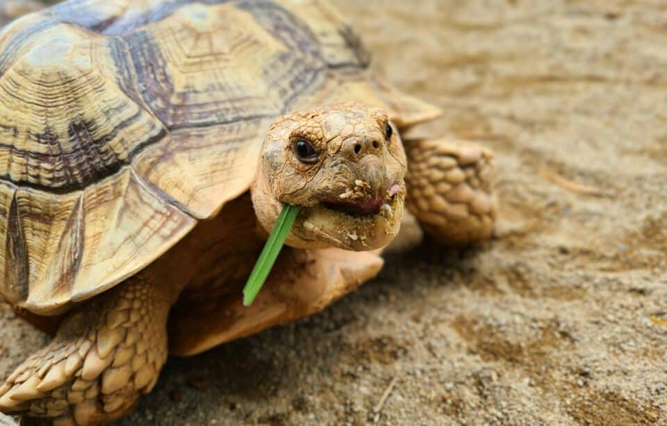 14 Cold-Blooded Creatures That Thrive in Heat - Animals Around The Globe