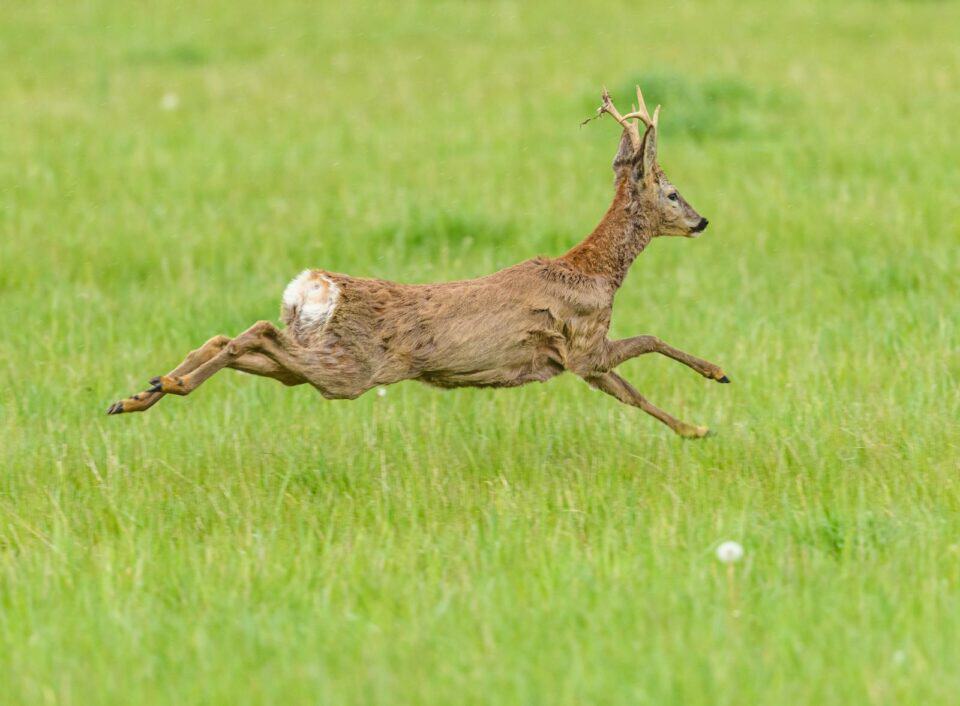 How Fast Can a Deer Run? You Might Be Surprised