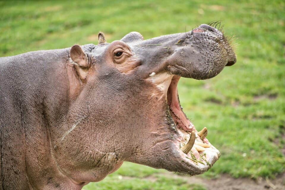 The Strength of the Hippo: Why It’s More Dangerous Than You Think ...