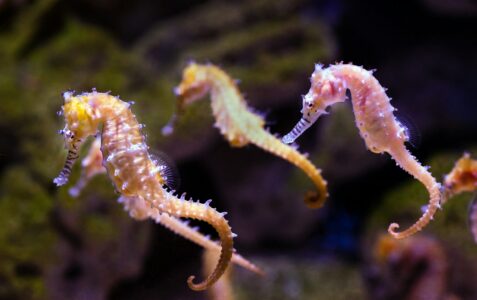 The Male Seahorse Pregnancy: Nature’s Reverse Role in Reproduction ...