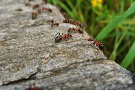 These Ants Build Living Bridges With Their Bodies