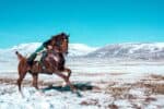 The DNA of Ancient Horses Was Just Reconstructed - Animals Around The Globe