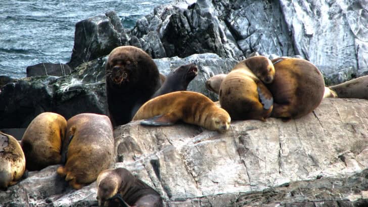 How Sea Lions Are Teaching Scientists About Ocean Health