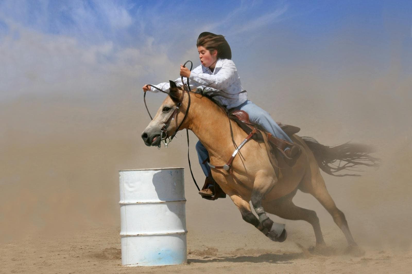 What Makes the American Quarter Horse So Popular - Animals Around The Globe