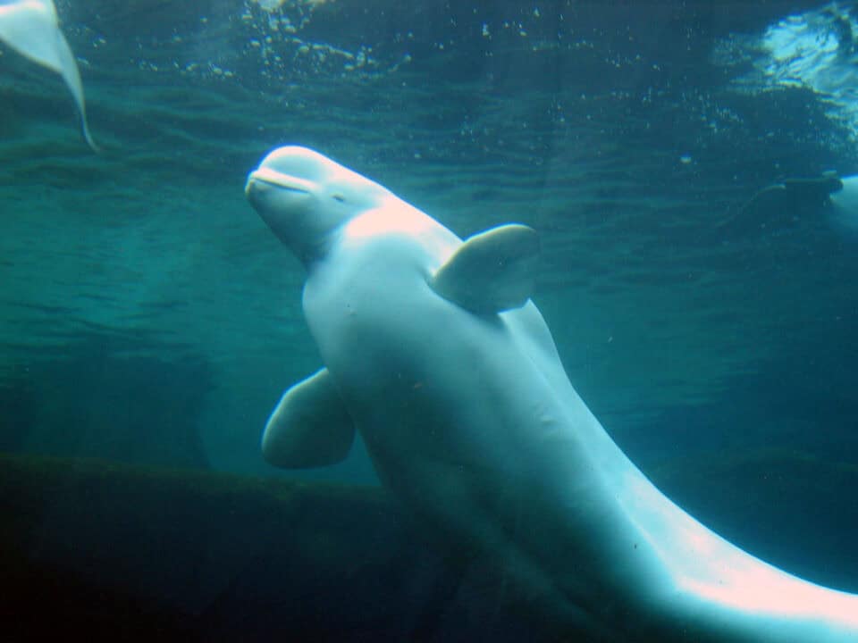 Why Beluga Whales Love to Mimic Human Voices