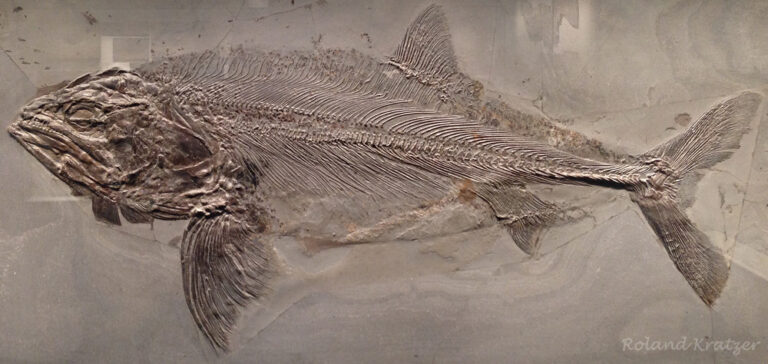 This Prehistoric Fish Could Swallow Sharks Whole - Animals Around The Globe