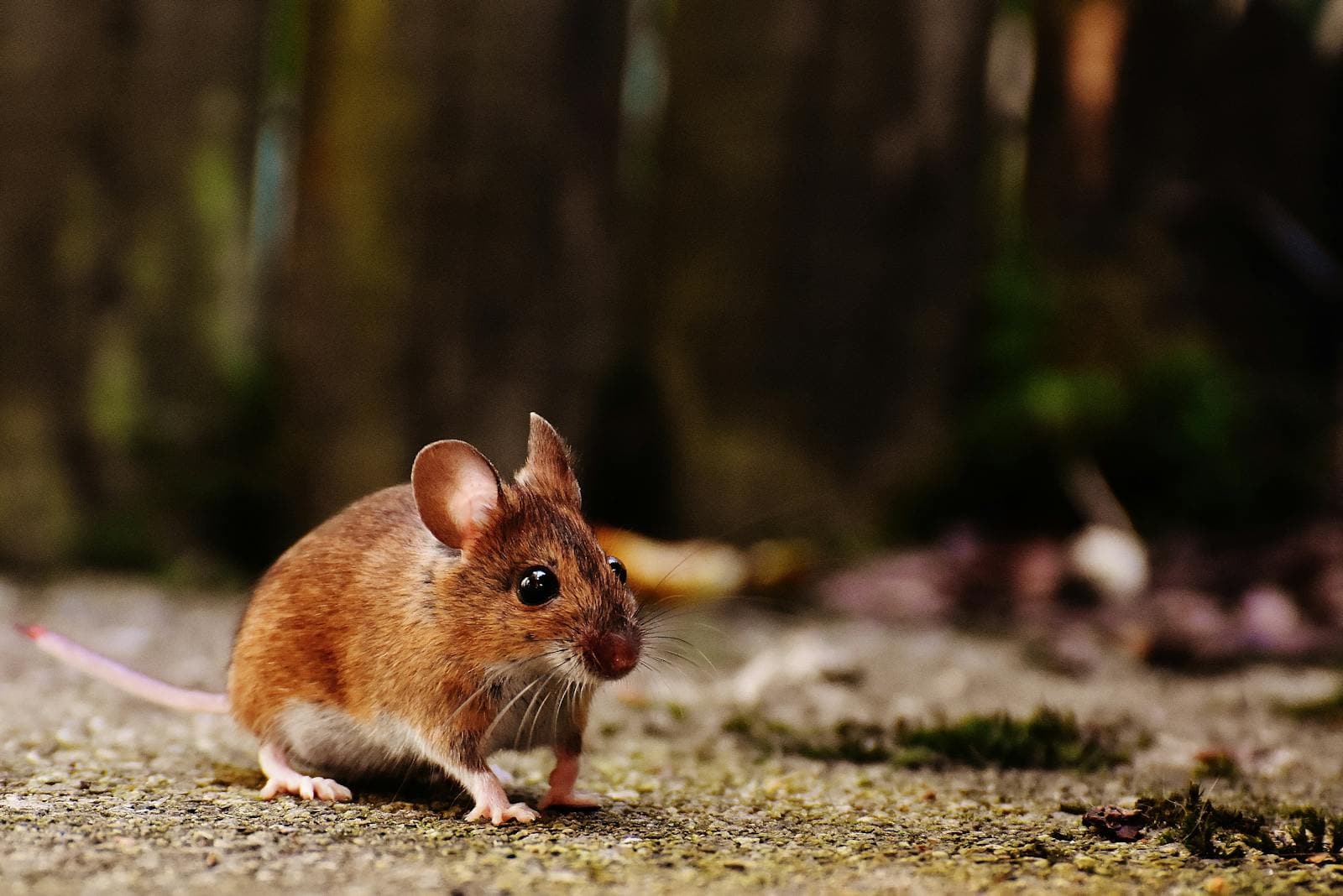 What Rats Can Teach Us About Empathy