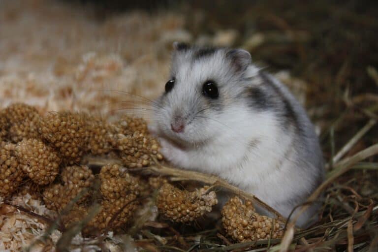 How to Know If Your Hamster Is Stressed - Animals Around The Globe