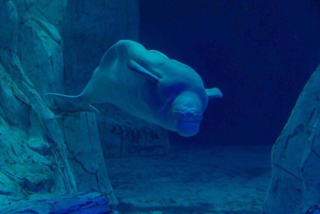 Why Beluga Whales Love to Mimic Human Voices