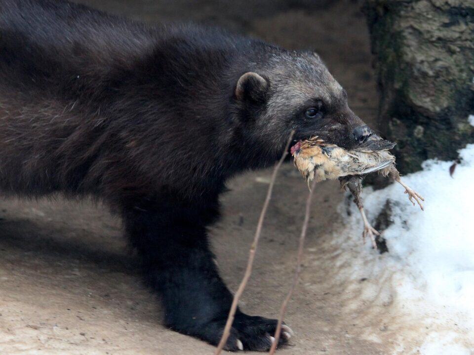 How the Wolverine’s Fierce Nature Makes It a Dangerous Animal - Animals ...