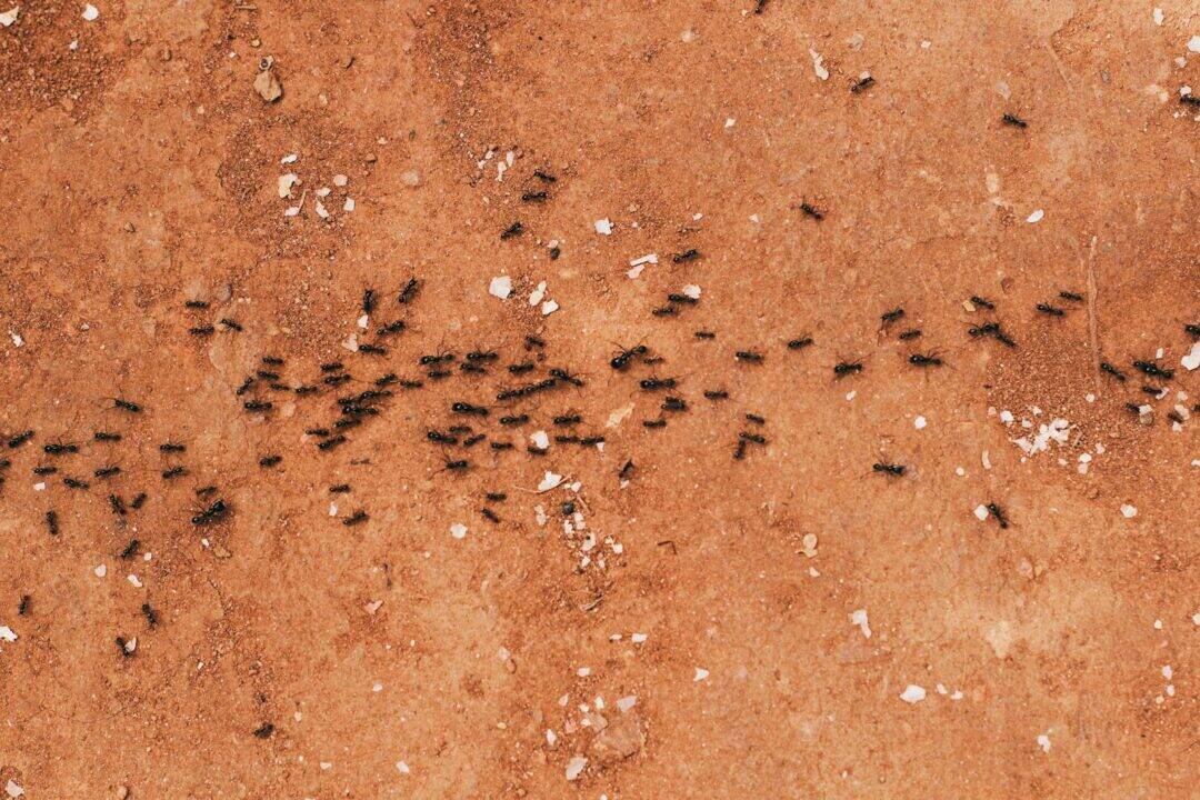 Ants That Wage War With Neighboring Colonies