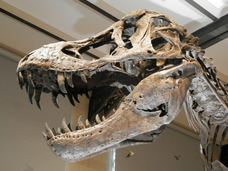 This Newly Unearthed Dinosaur Had 500 Teeth