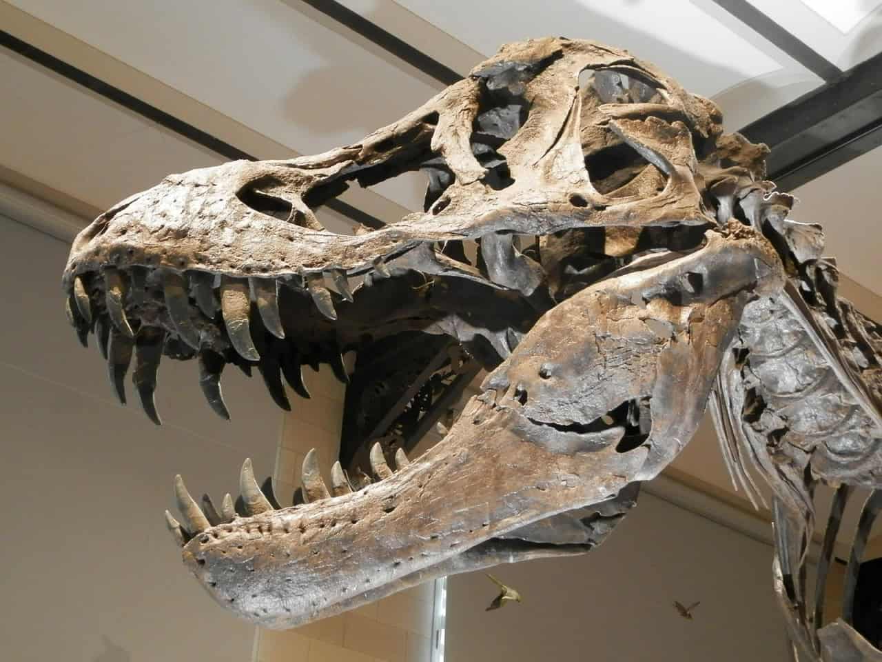 This Newly Unearthed Dinosaur Had 500 Teeth