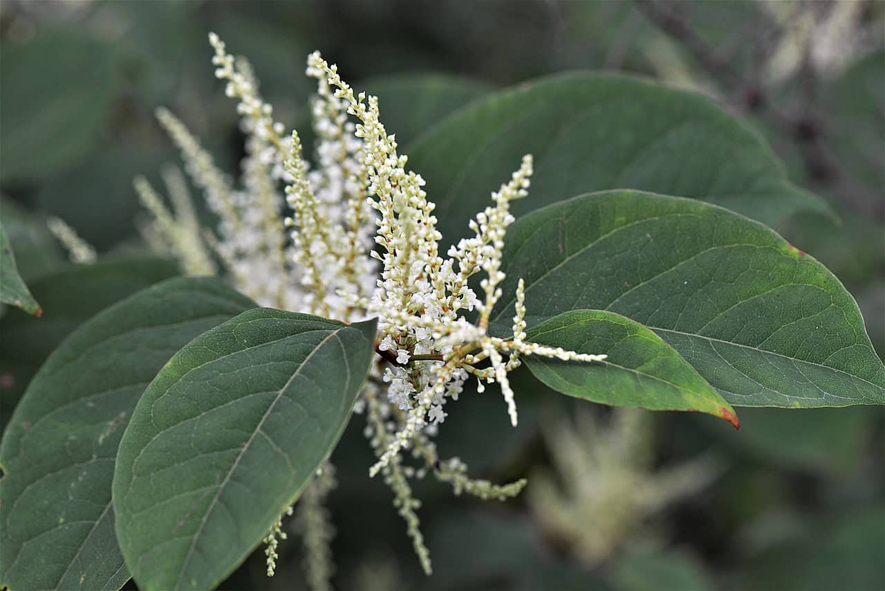 This Invasive Plant Is Changing U.S. Ecosystems Forever