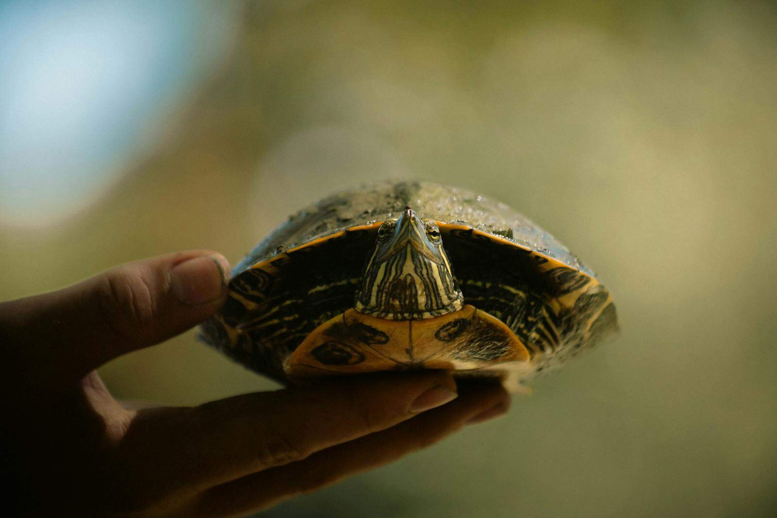 Why You Should Never Release a Pet Turtle Into the Wild