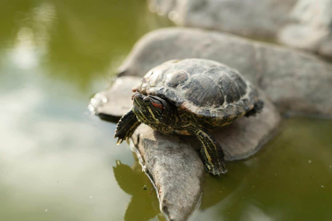 Why You Should Never Release a Pet Turtle Into the Wild