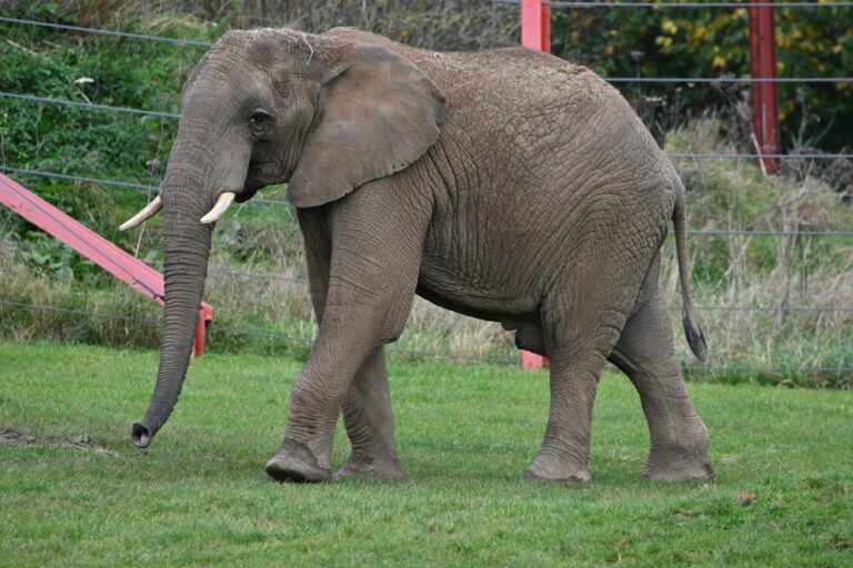 15 Animals That Plan Their Actions - Animals Around The Globe