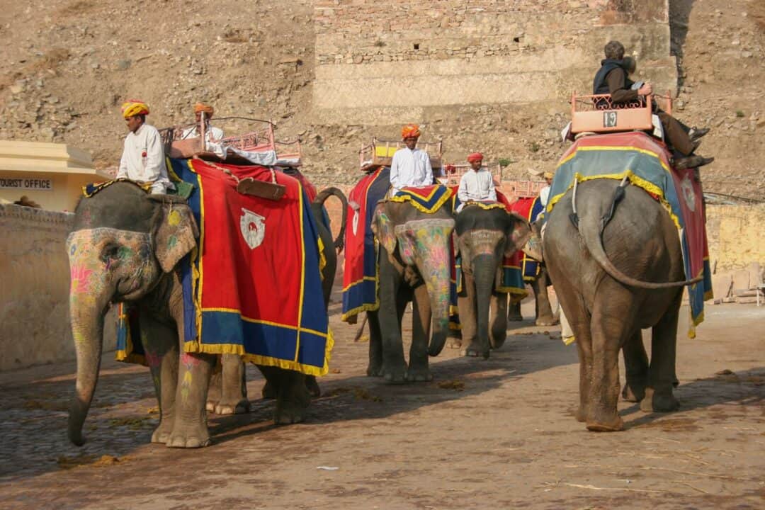 15 Times Elephants Proved Just How Smart They Are - Animals Around The ...