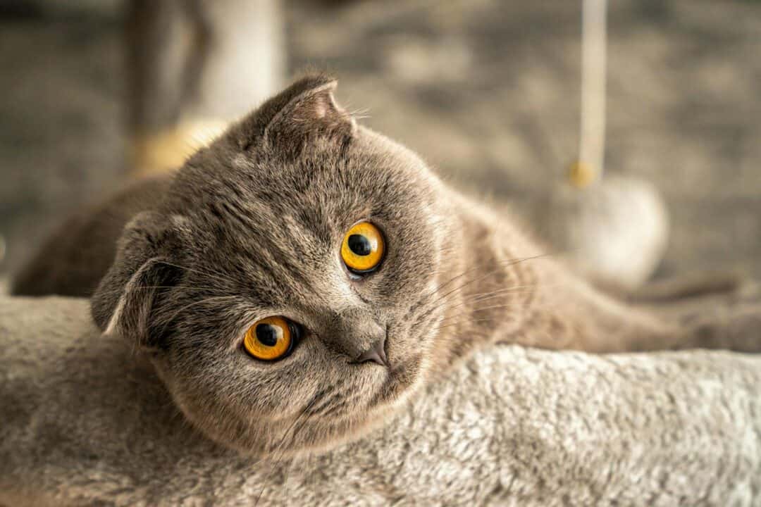 This Cat Has the World’s Loudest Purr - Animals Around The Globe