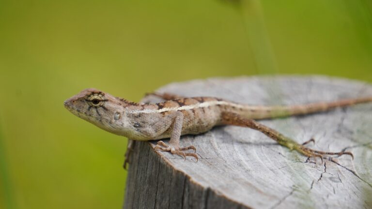 Why Some Lizards Drop Their Tails and Grow Them Back - Animals Around ...