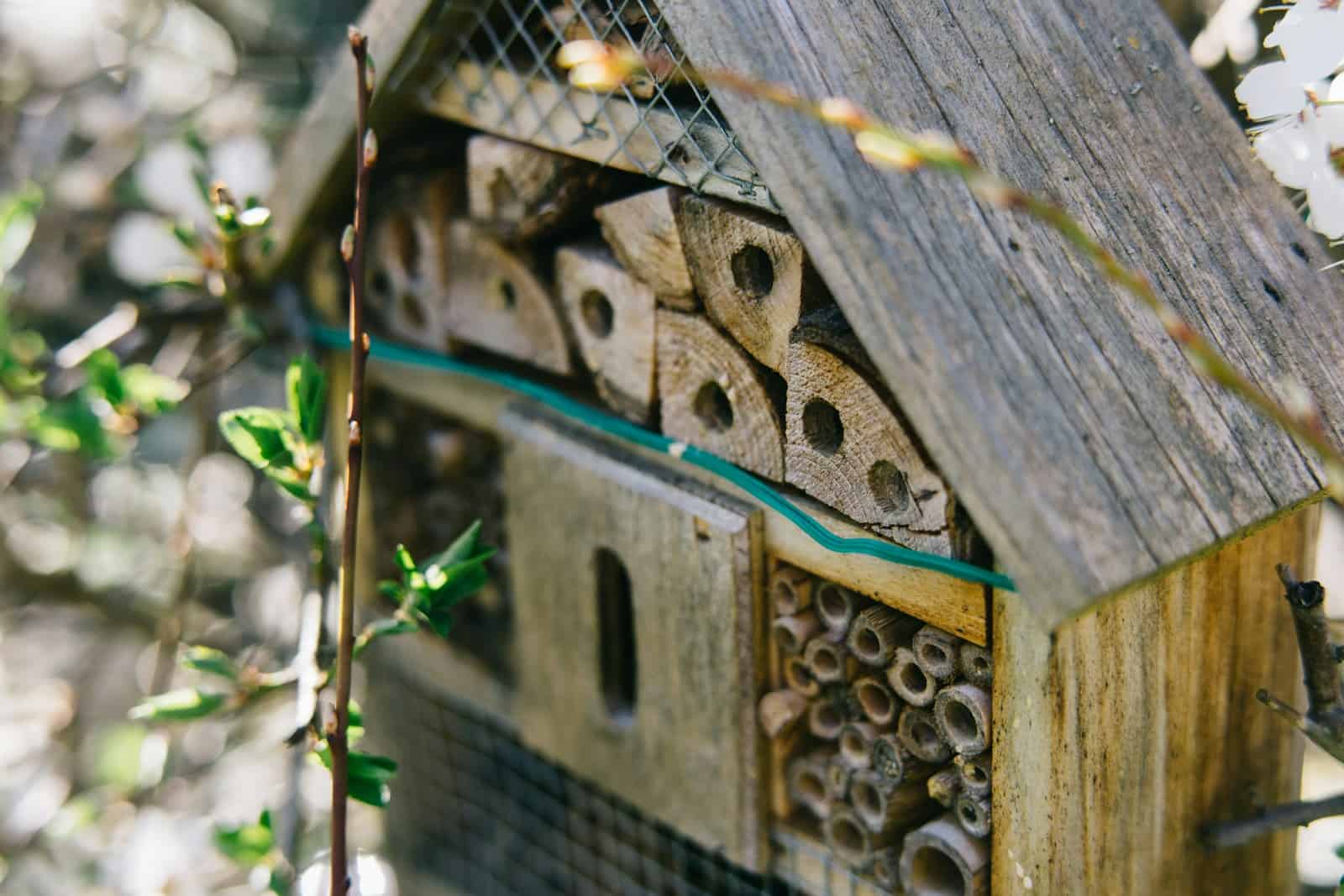 How to Build a Bee Hotel for Your Garden