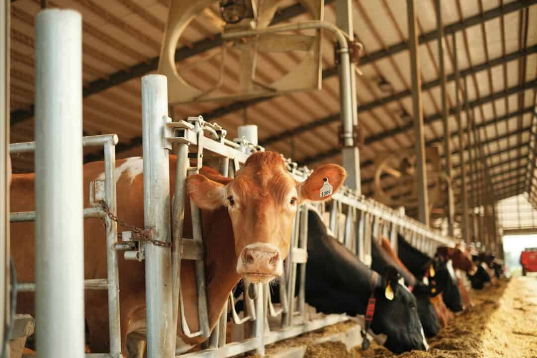 Why Cows Have Best Friends—and What It Means for Farmers - Animals ...