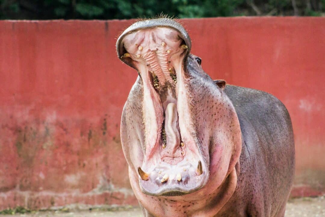 The Strength of the Hippo: Why It’s More Dangerous Than You Think ...