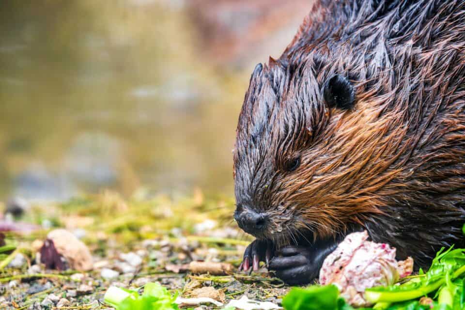 Why Ancient Beaver Bones Were Found in a Desert - Animals Around The Globe